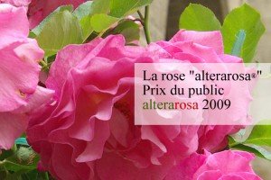 Avignon - Roses at AlteraRosa - FrenchDuck.com